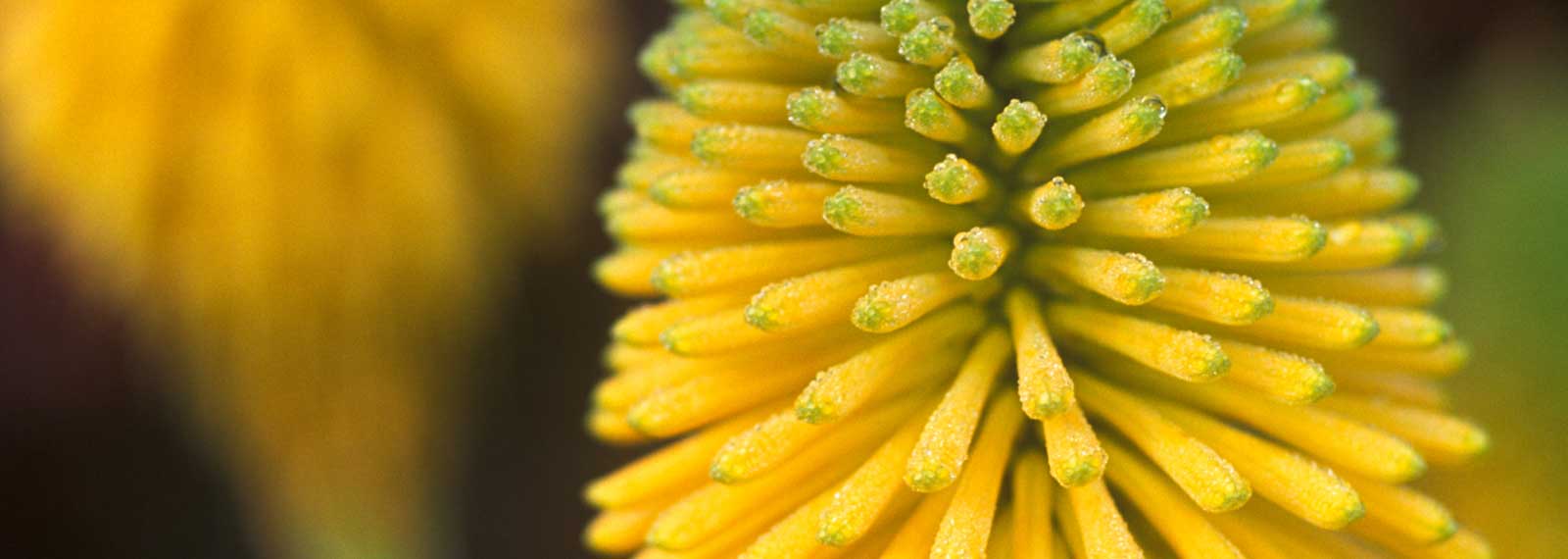 The Bressingham Gardens - Bressingham, Norfolk