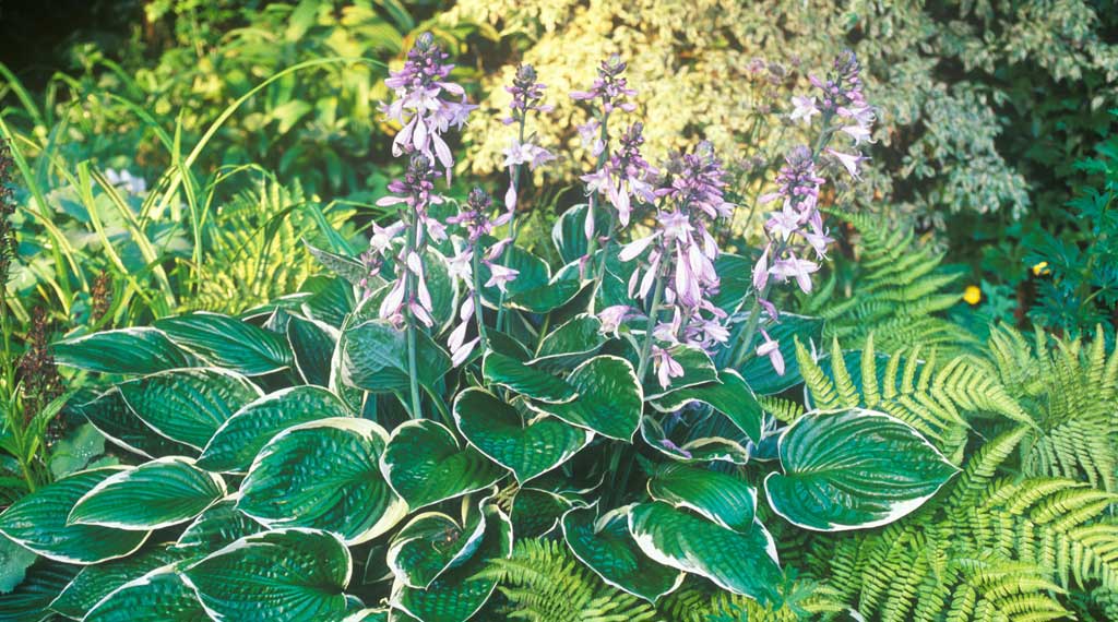 Hosta ‘Francee’ » Bressingham Gardens