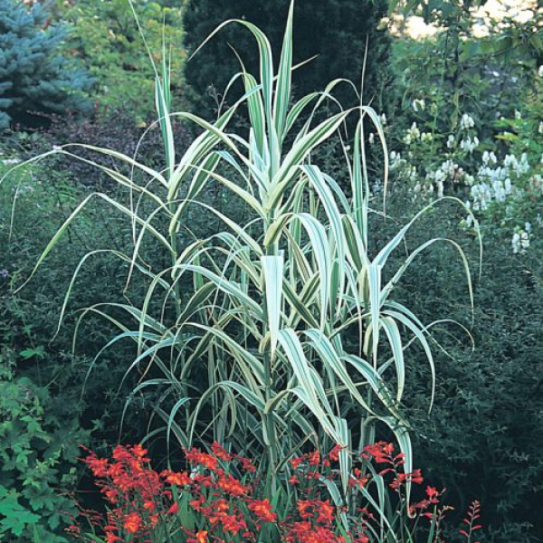 Shop » Bressingham Gardens