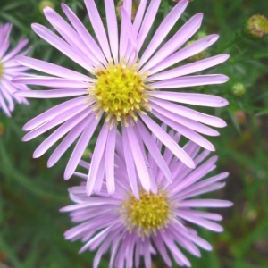 Shop | Bressingham Gardens