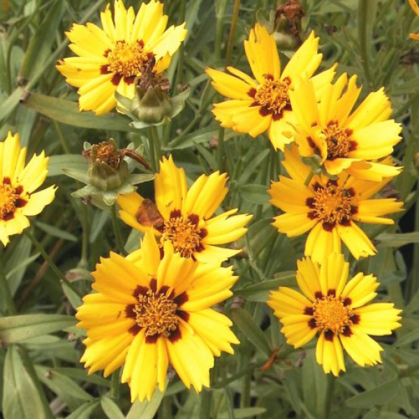 Shop » Bressingham Gardens