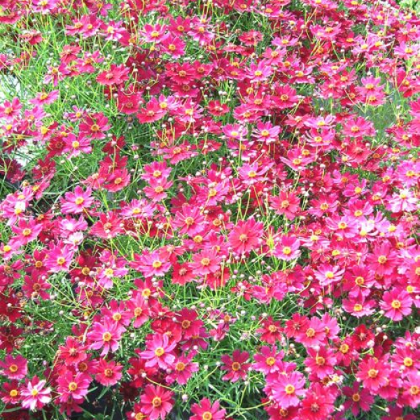 Shop » Bressingham Gardens