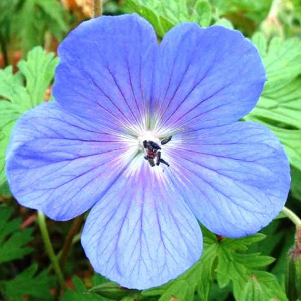 Shop » Bressingham Gardens