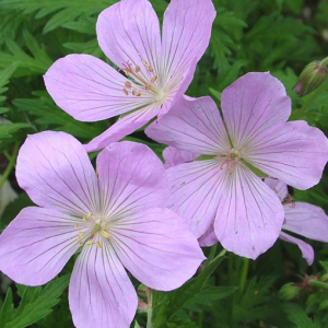 Shop | Bressingham Gardens