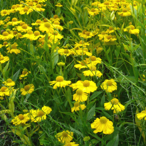 Shop | Bressingham Gardens