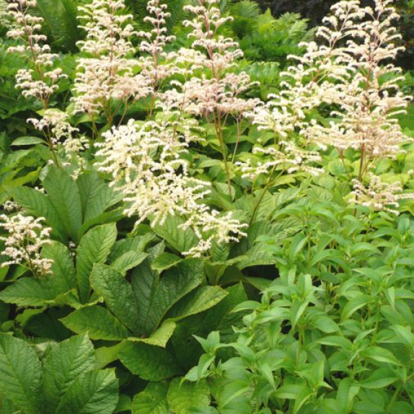 Shop » Bressingham Gardens