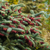 Gardening with Conifers » Bressingham Gardens