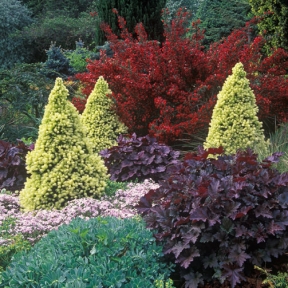 Gardening with Conifers » Bressingham Gardens
