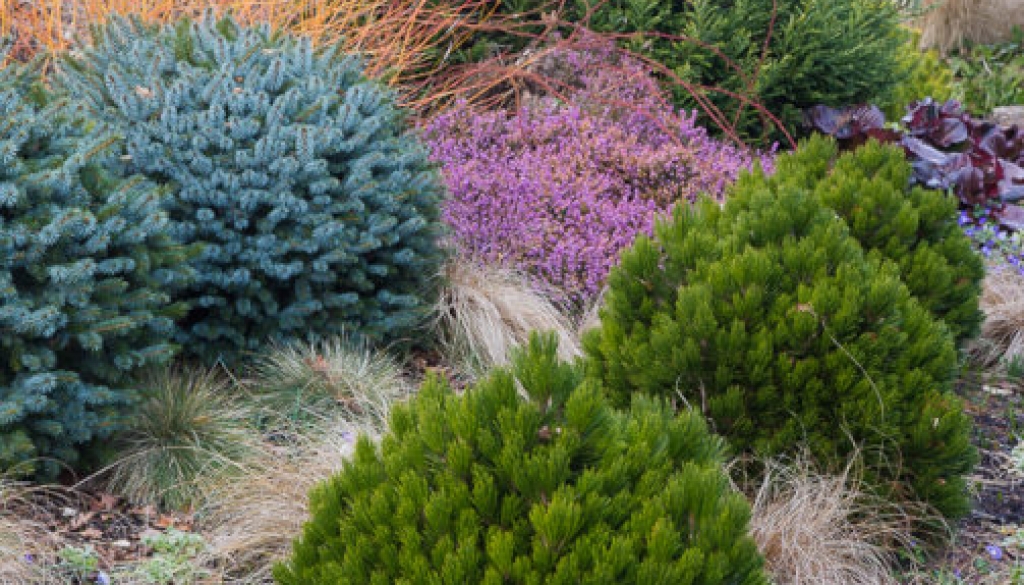 Small conifers 503 x 503 | Bressingham Gardens