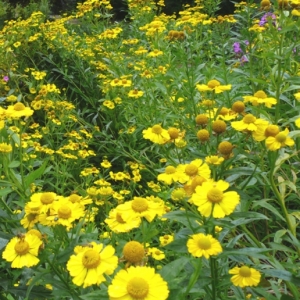 Shop | Bressingham Gardens