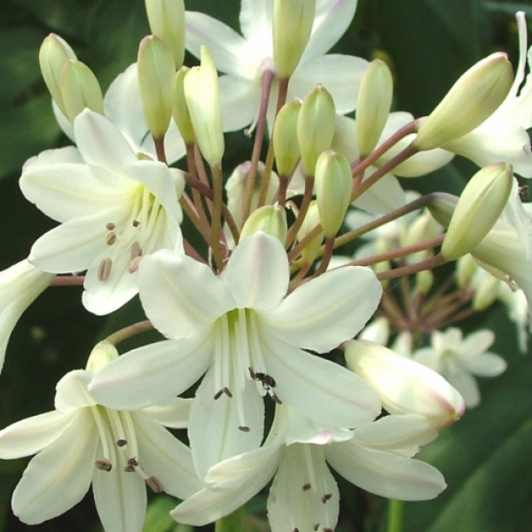 Shop » Bressingham Gardens