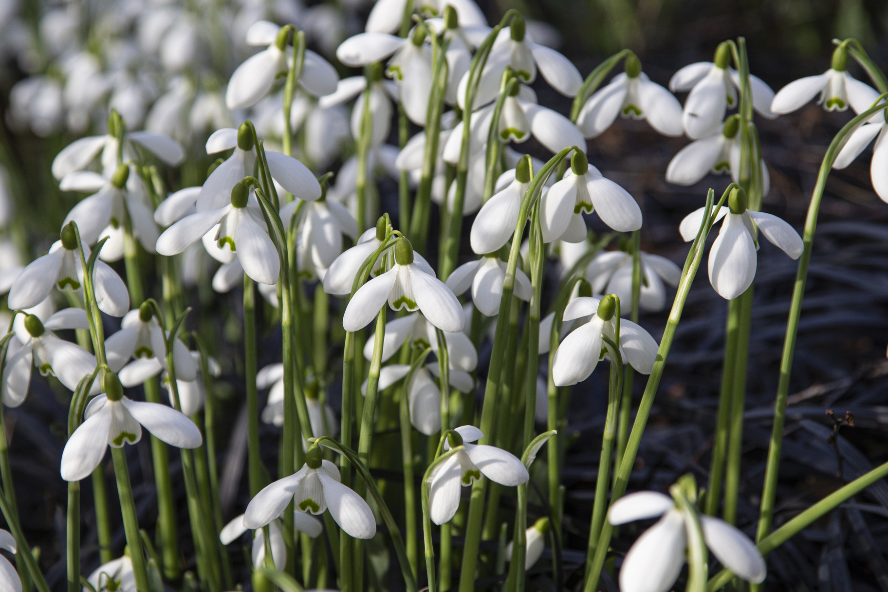 Garden Map | Bressingham Gardens