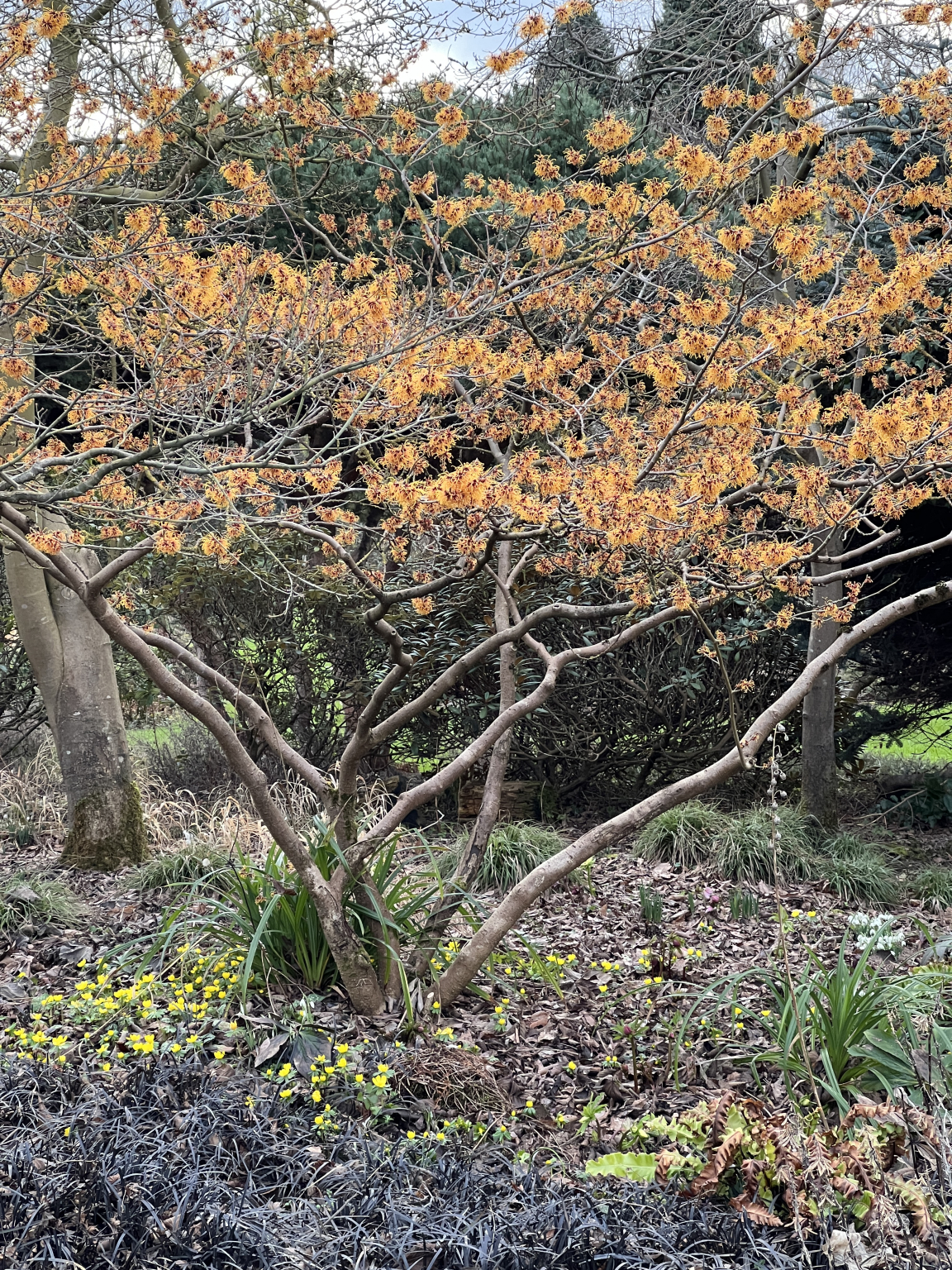 Garden Map » Bressingham Gardens