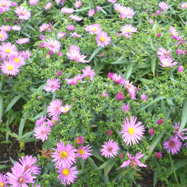 Shop » Bressingham Gardens